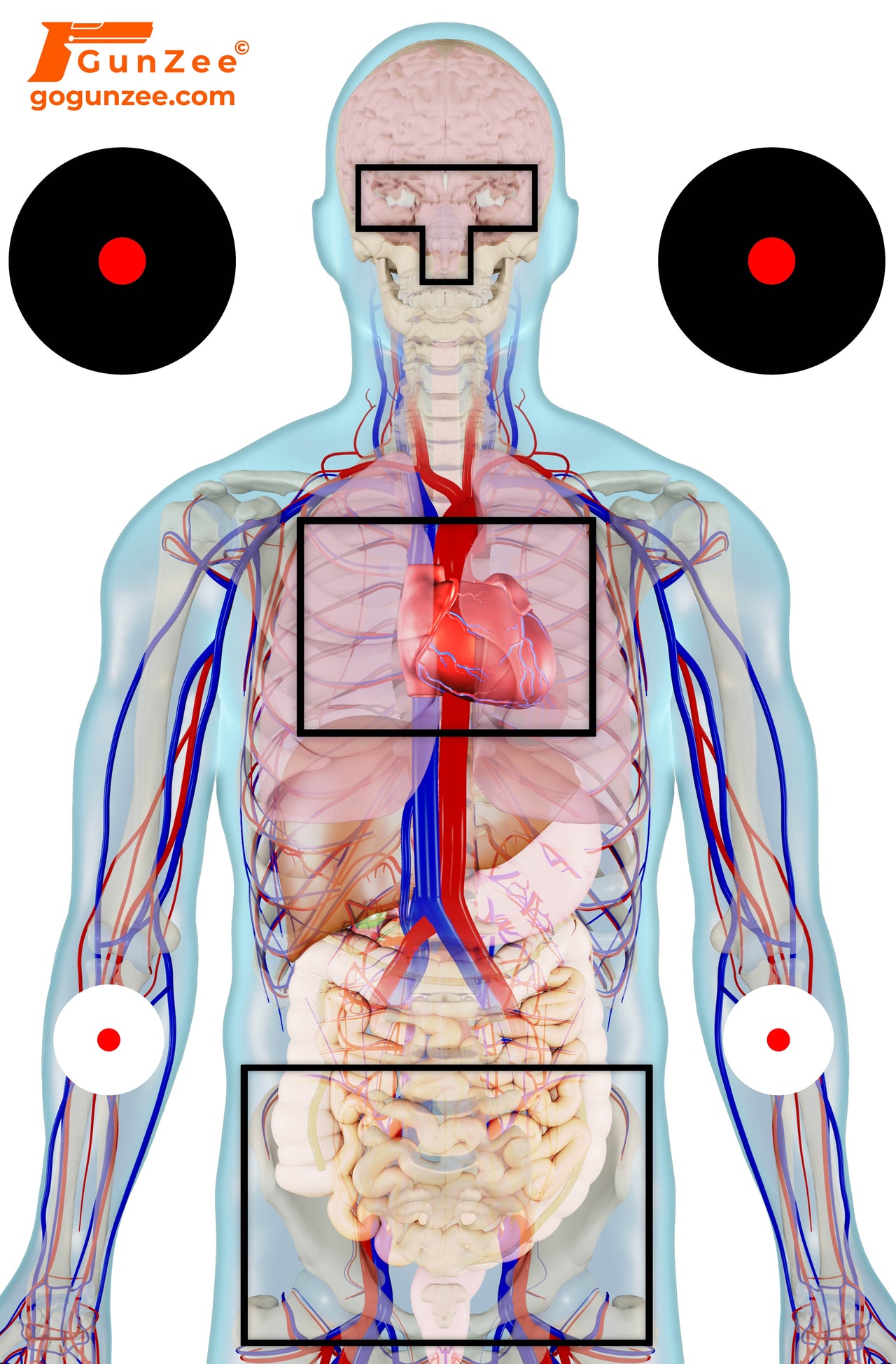 Anatomical Shooting Targets – GunZee Store